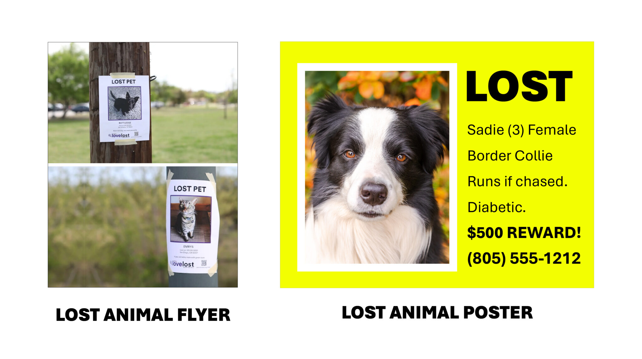 Lost & Found - Ventura County Animal Services