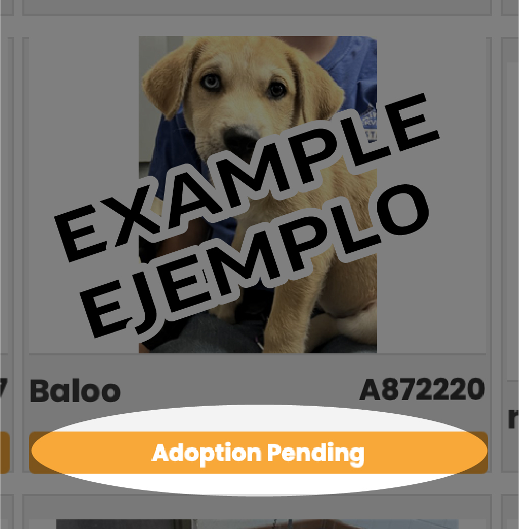ADOPTION PROCESS - Ventura County Animal Services